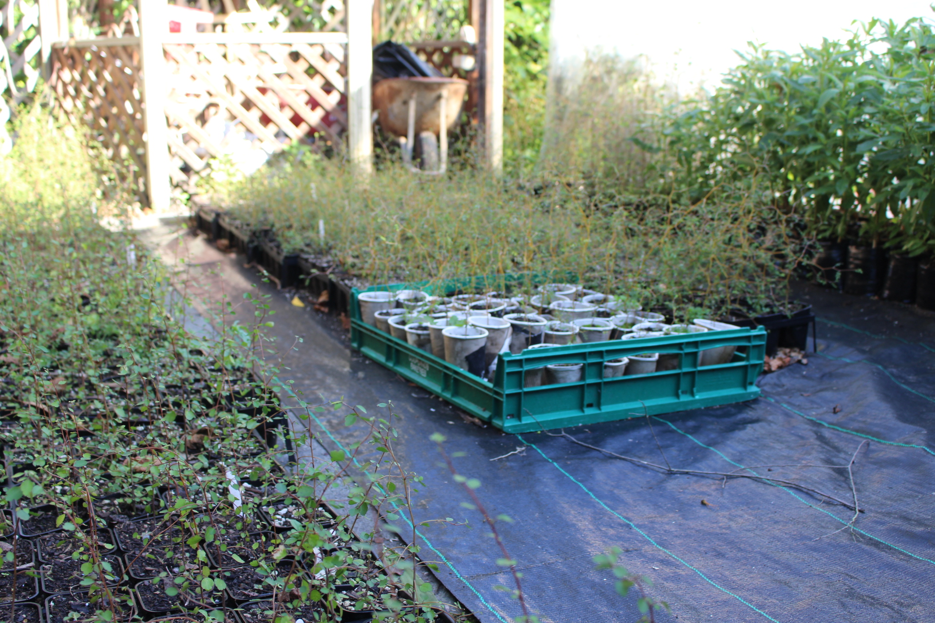 Kaupapa : Projects and Events - Rapaki Marae